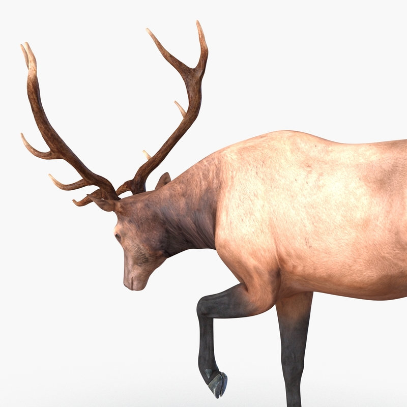 3d elk pose 4 model