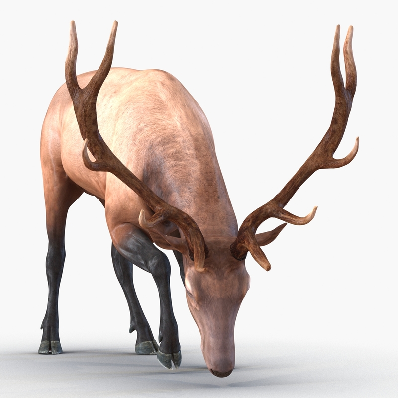 3ds max elk pose 3