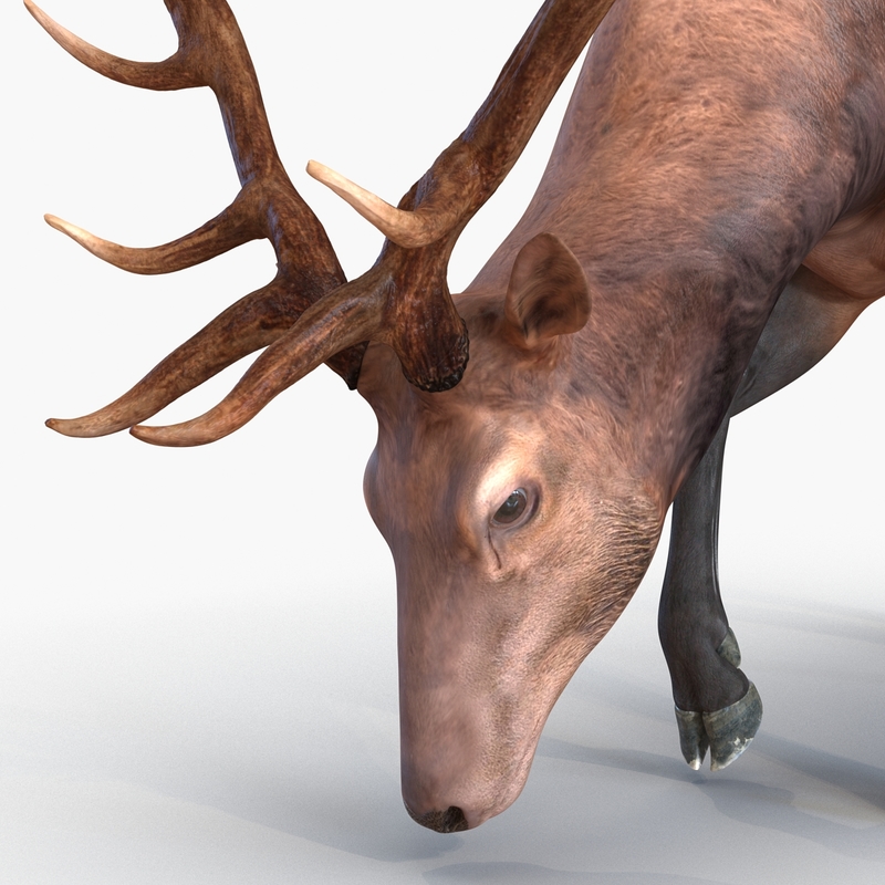 3ds max elk pose 3