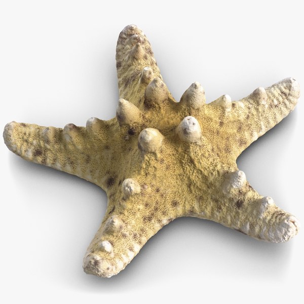3d star fish 2 model