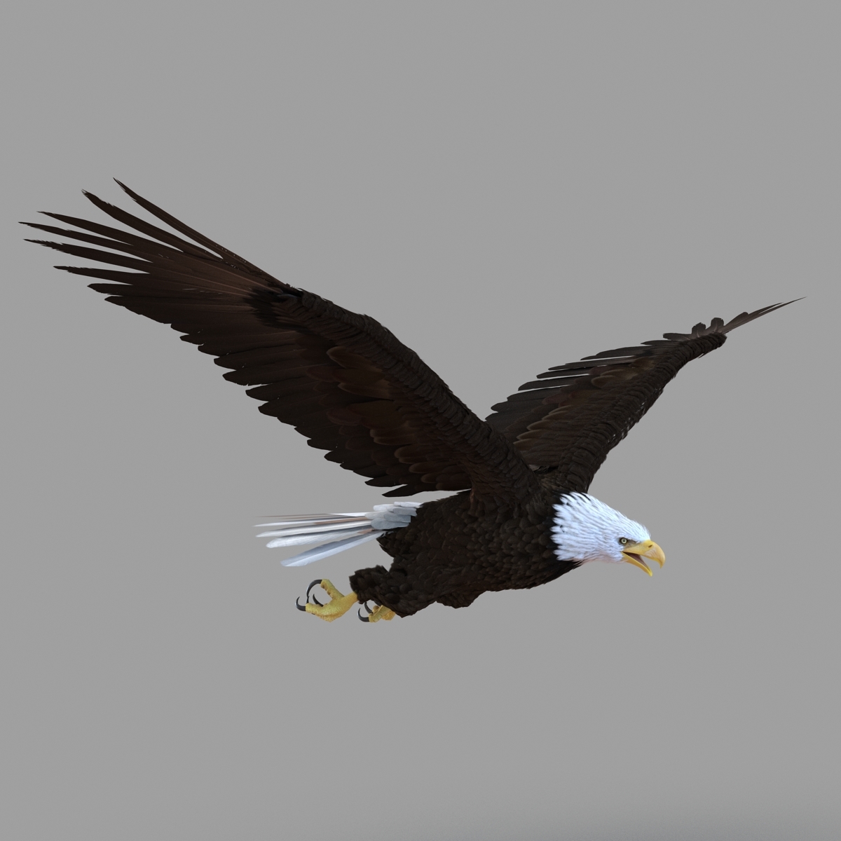3d bald eagle animation