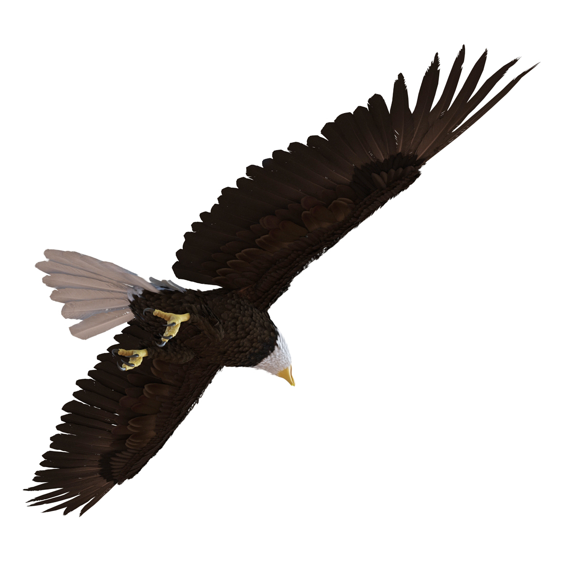 3d bald eagle animation