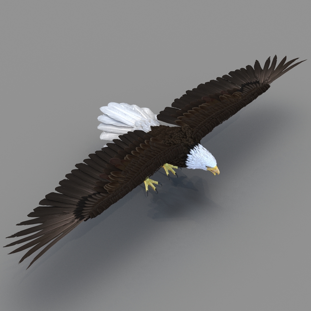 3d bald eagle animation