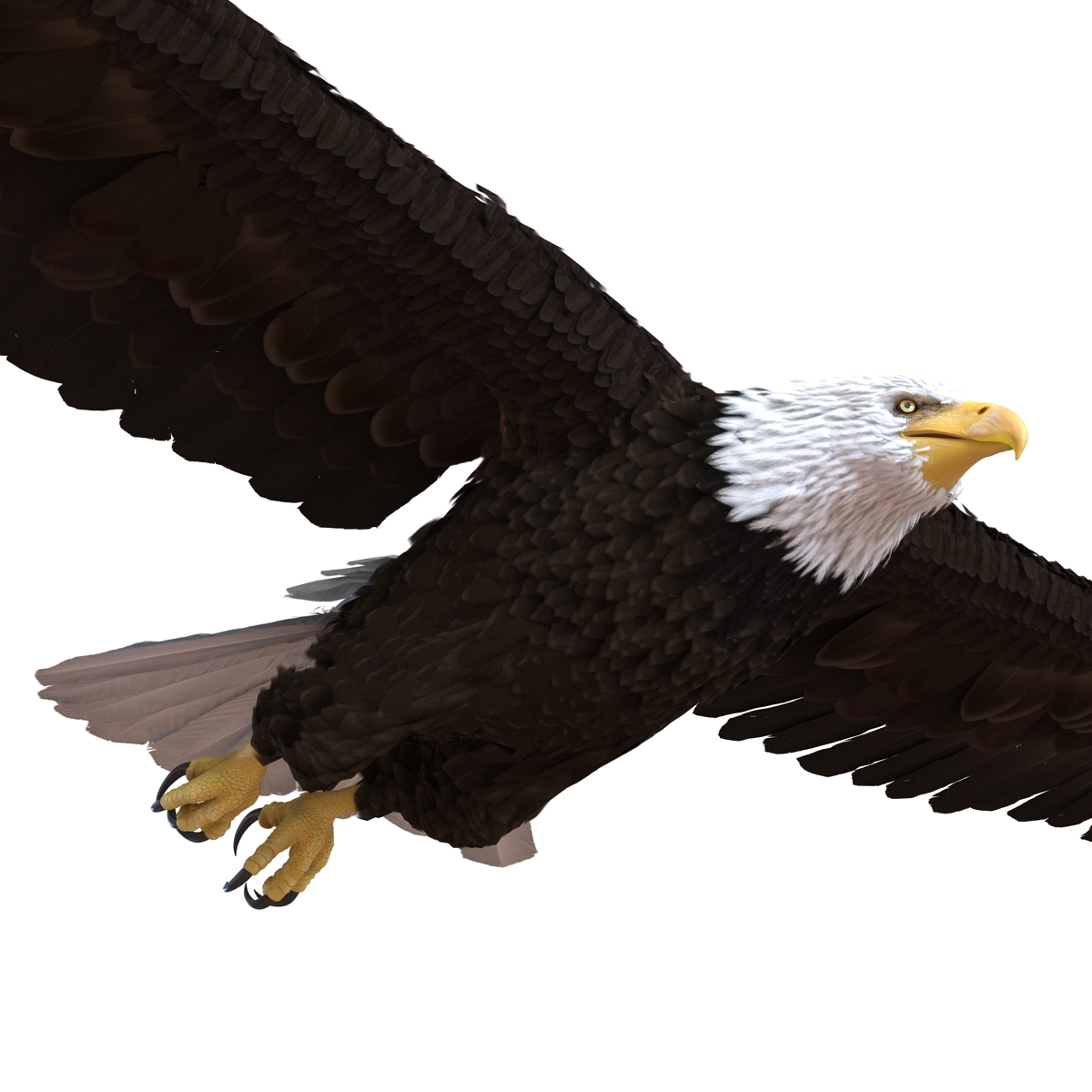 3d bald eagle animation