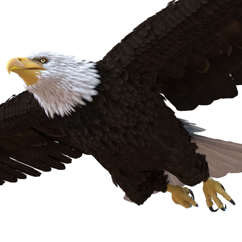 3d bald eagle animation
