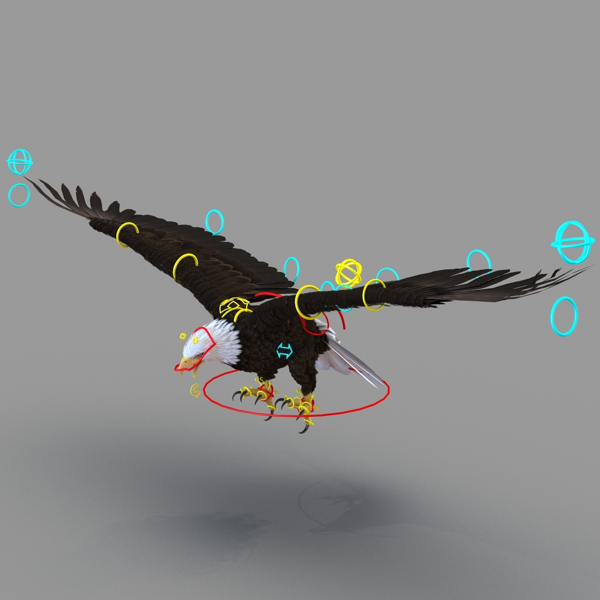 3d bald eagle animation
