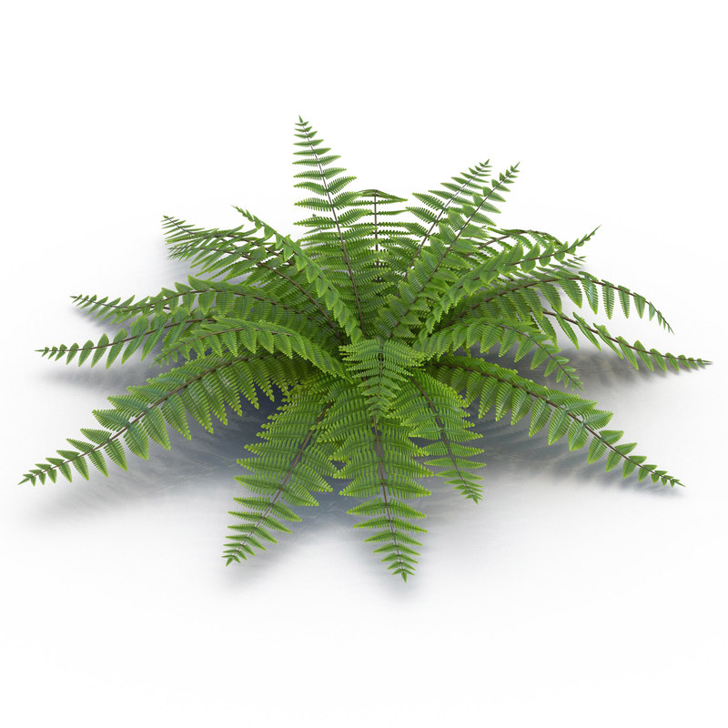 fern realistic 3d model