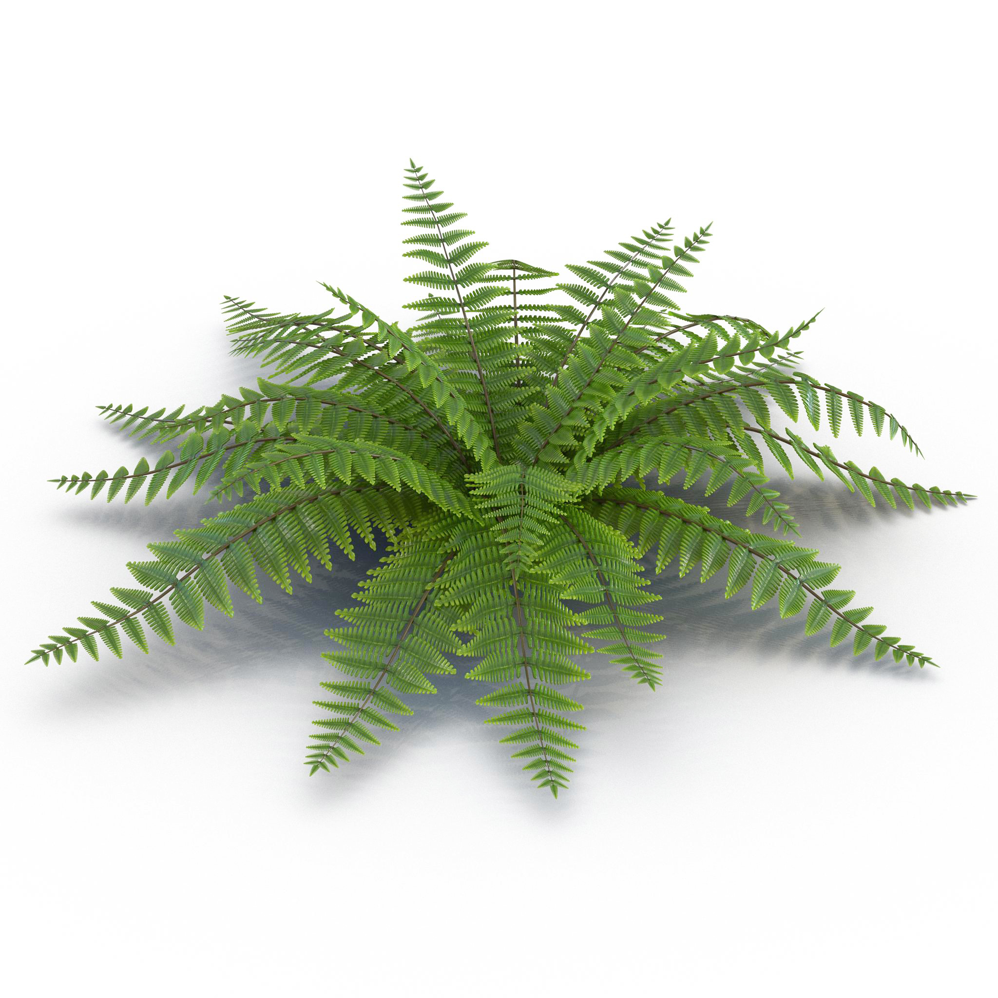 fern realistic 3d model