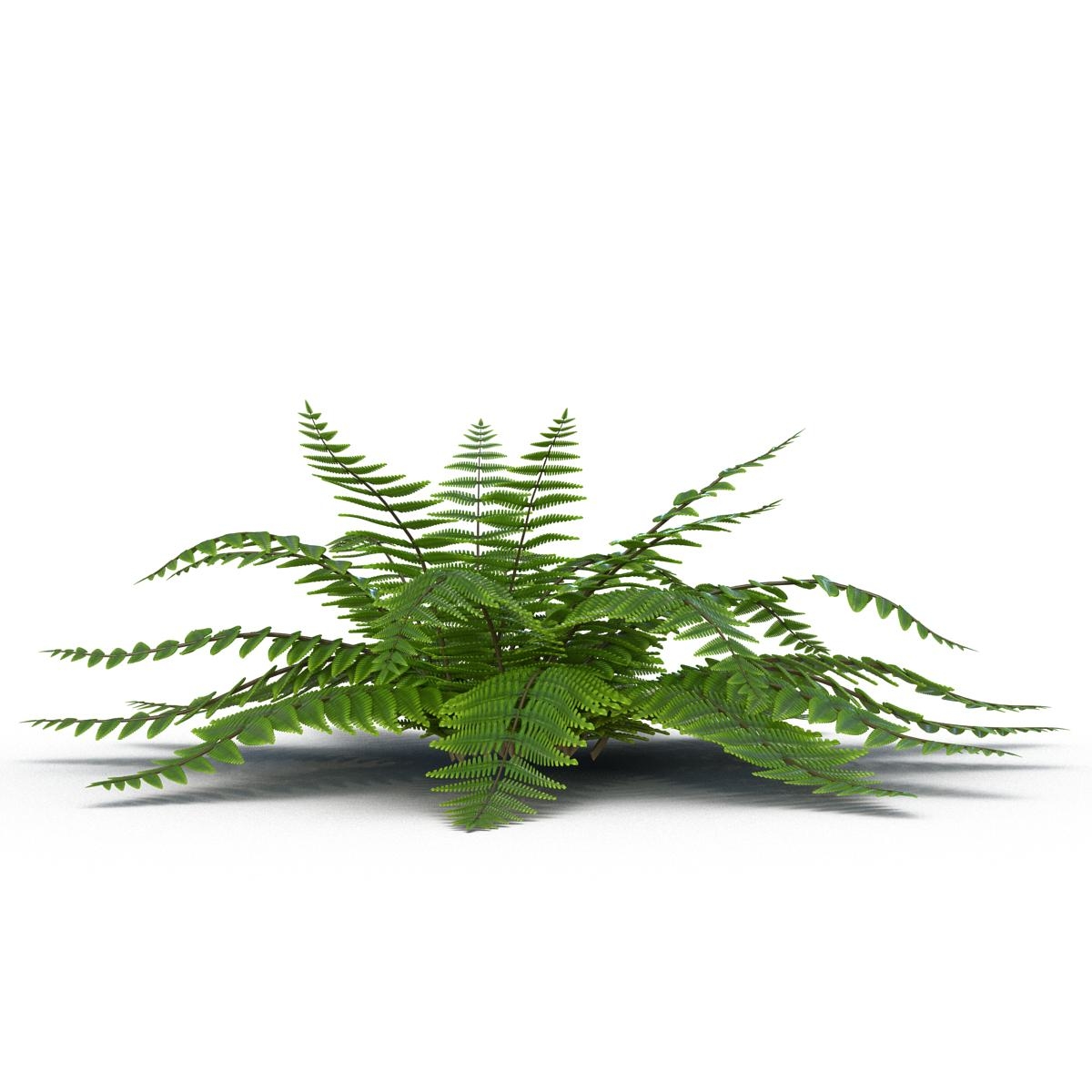 fern realistic 3d model