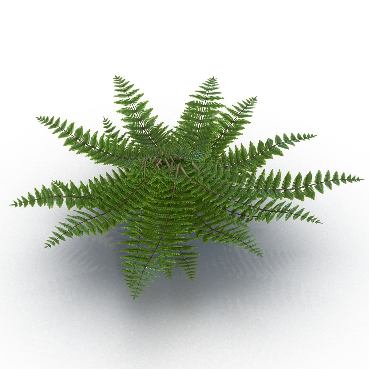 fern realistic 3d model