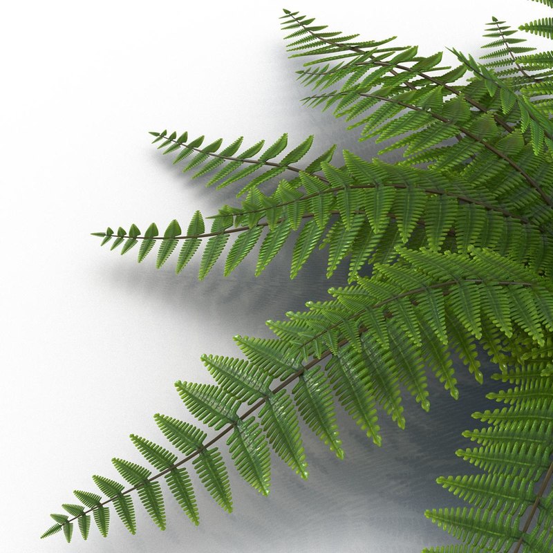 fern realistic 3d model
