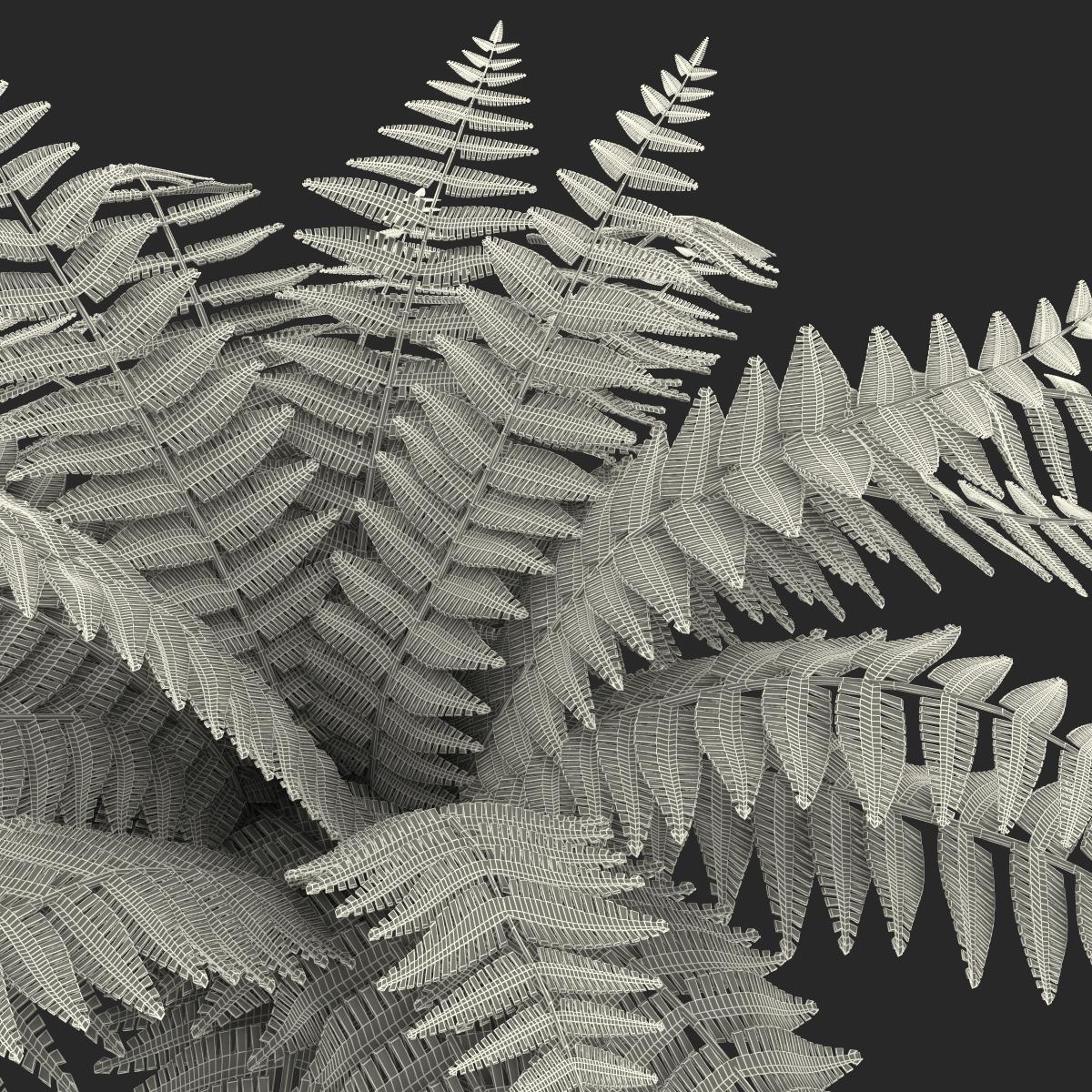 fern realistic 3d model