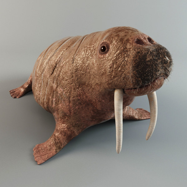 3D Walrus Models | TurboSquid