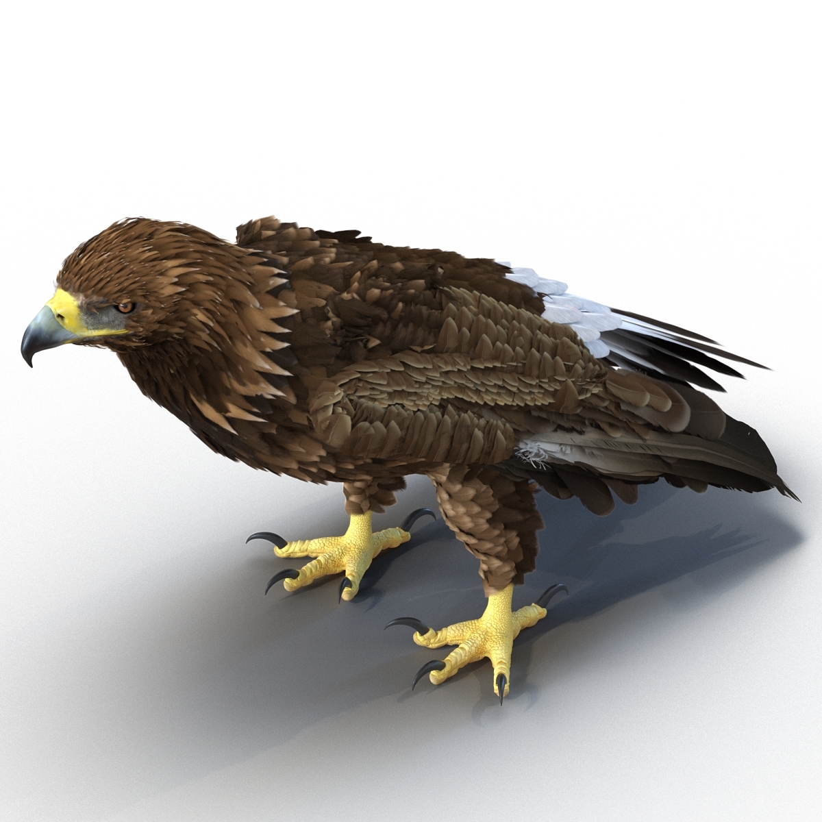 golden eagle pose 5 3d model