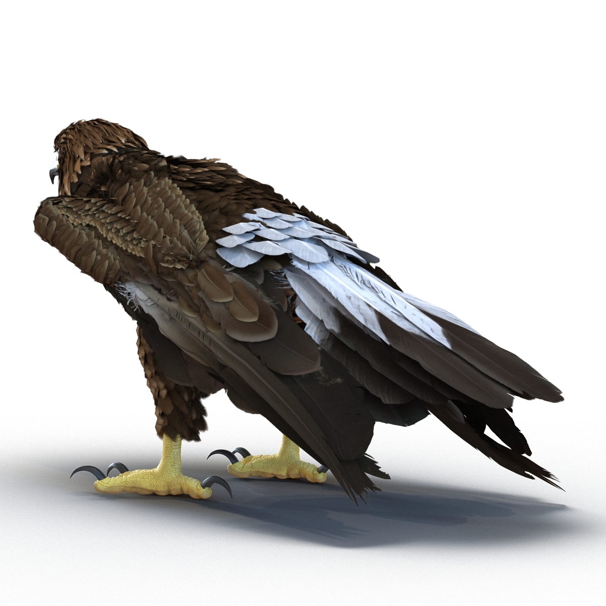 golden eagle pose 5 3d model