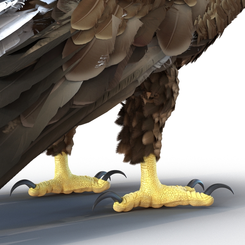 golden eagle pose 5 3d model