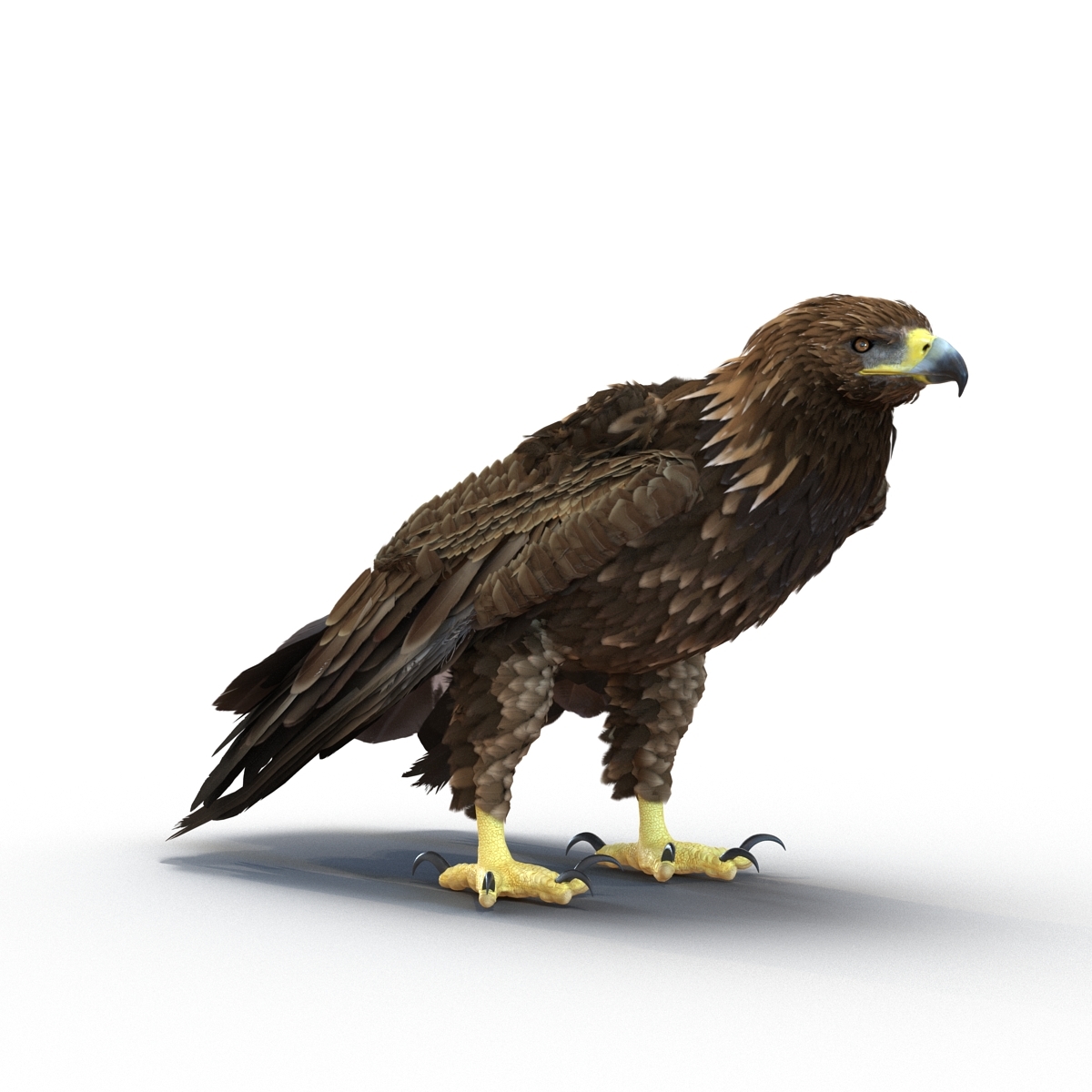 golden eagle pose 5 3d model