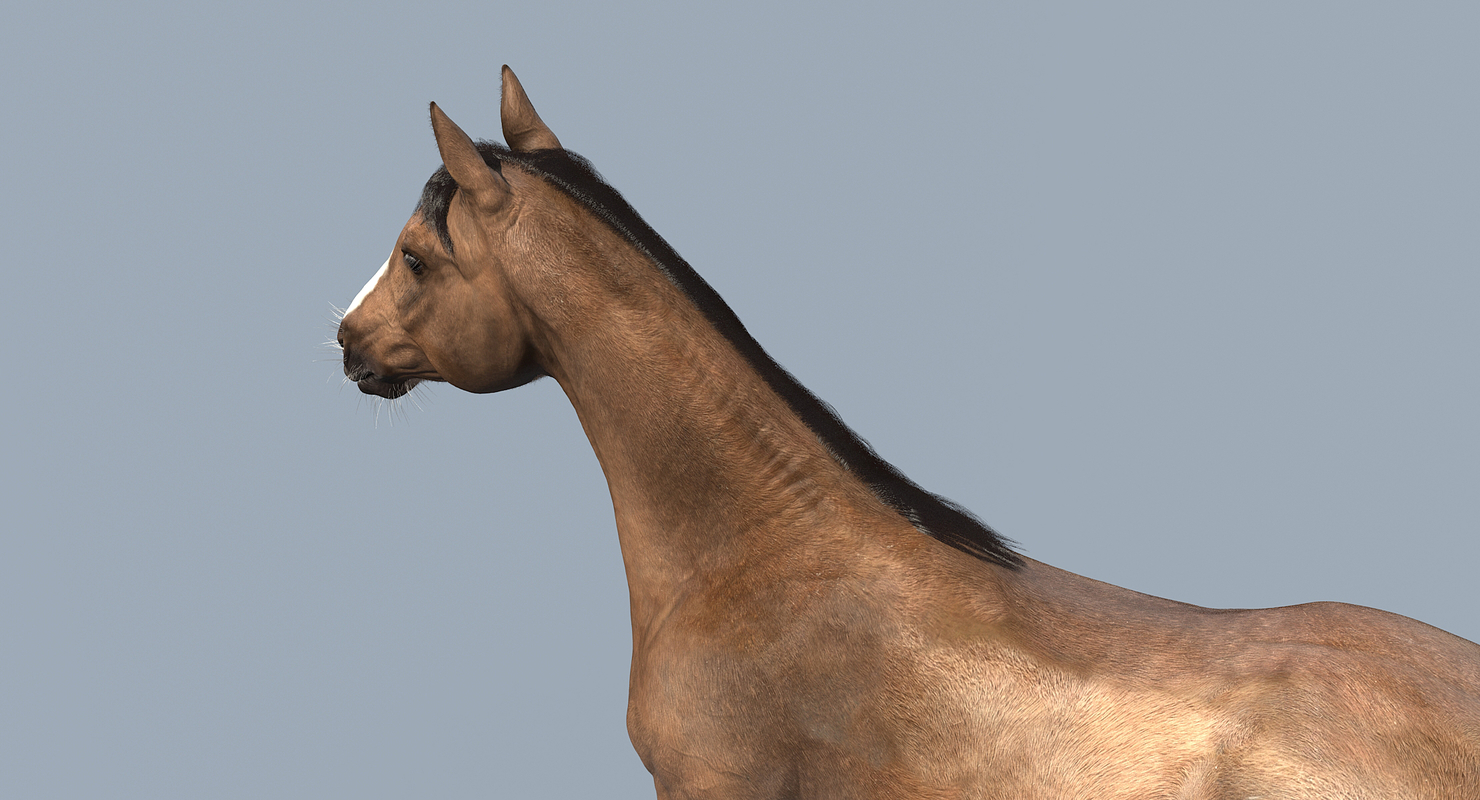 realistic horse max