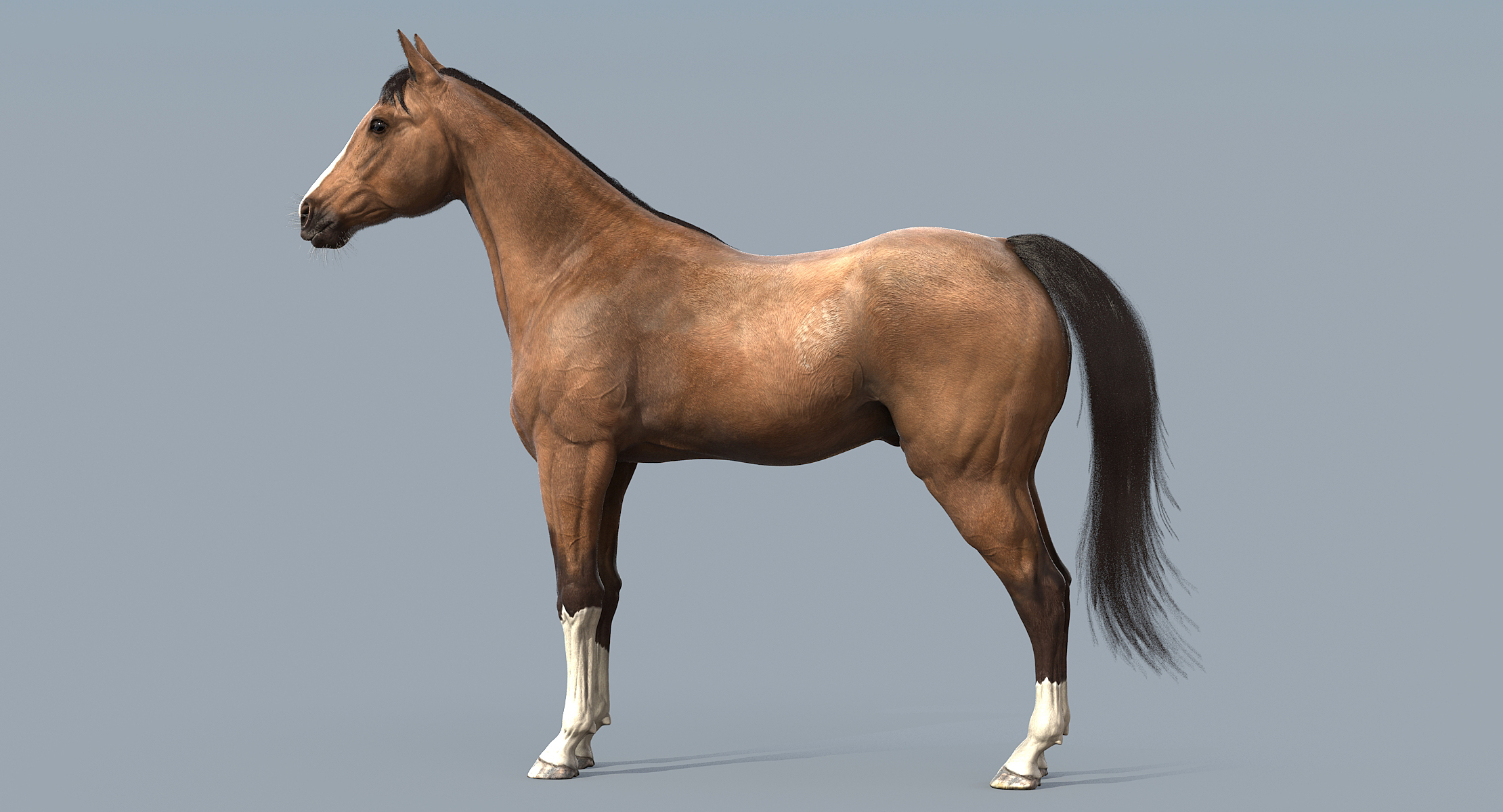 realistic horse max