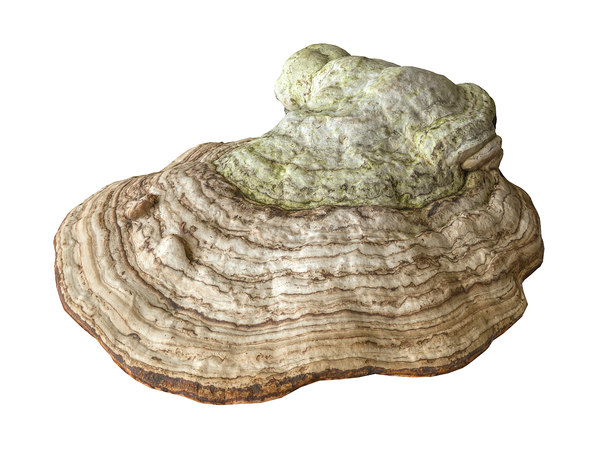 bracket fungus 8k 3d obj