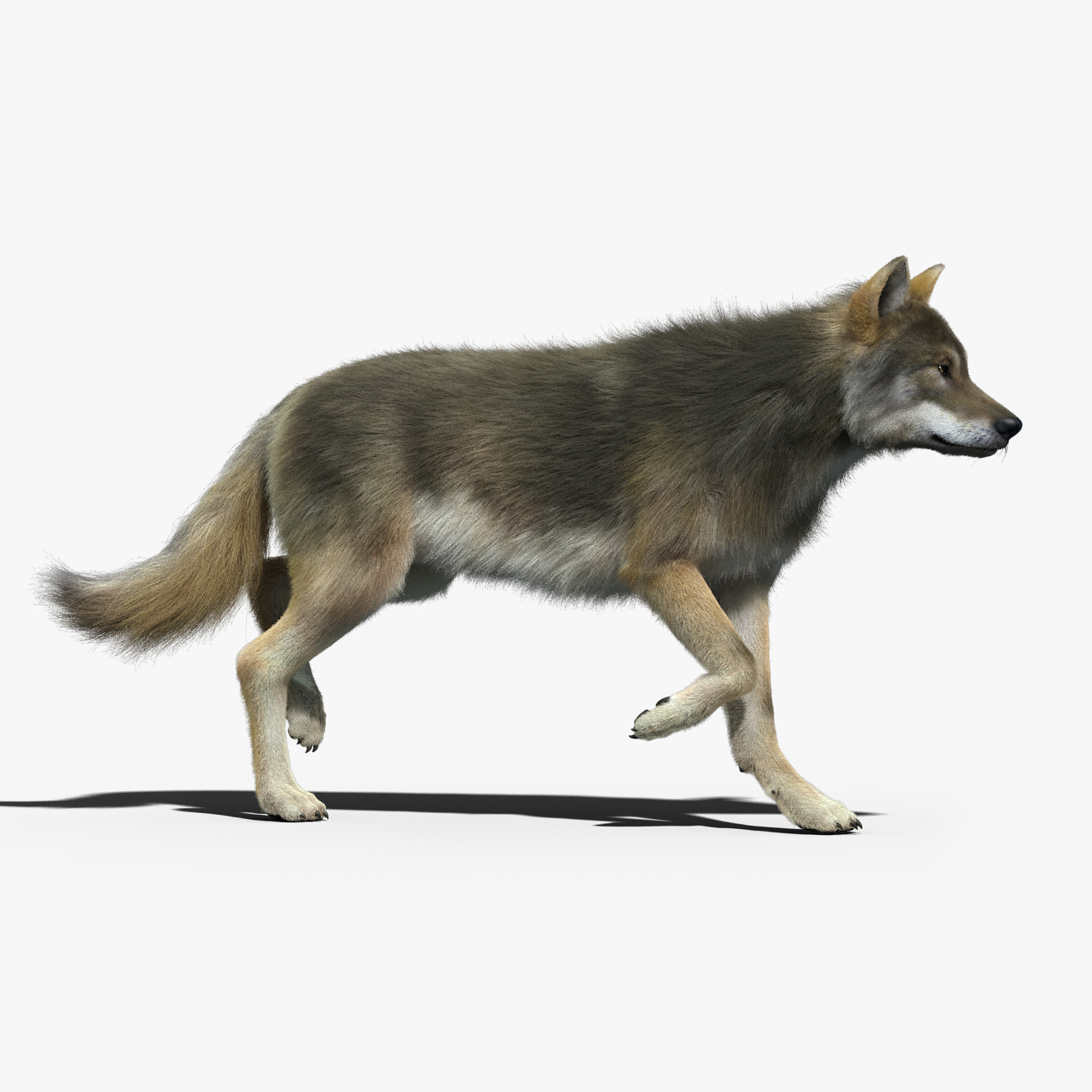 gray wolf 2 fur 3d model