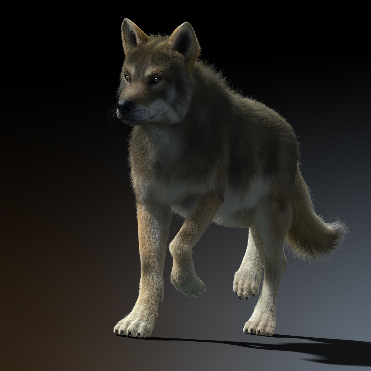 gray wolf 2 fur 3d model