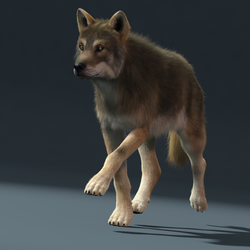 gray wolf 2 fur 3d model