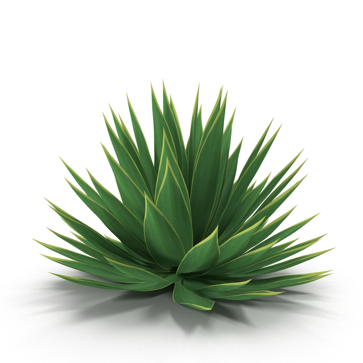 agave plant 3d max