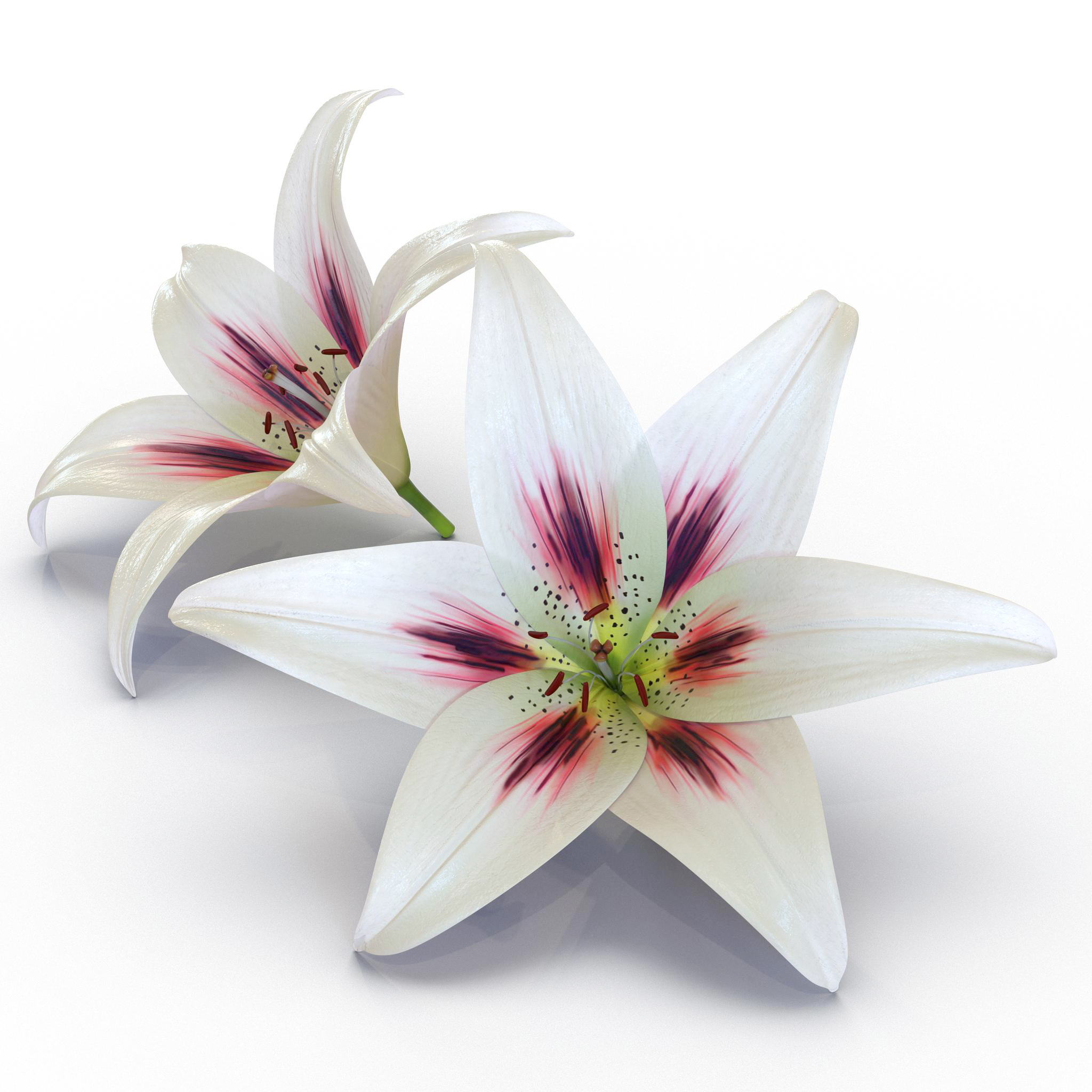 lily flower 3d c4d