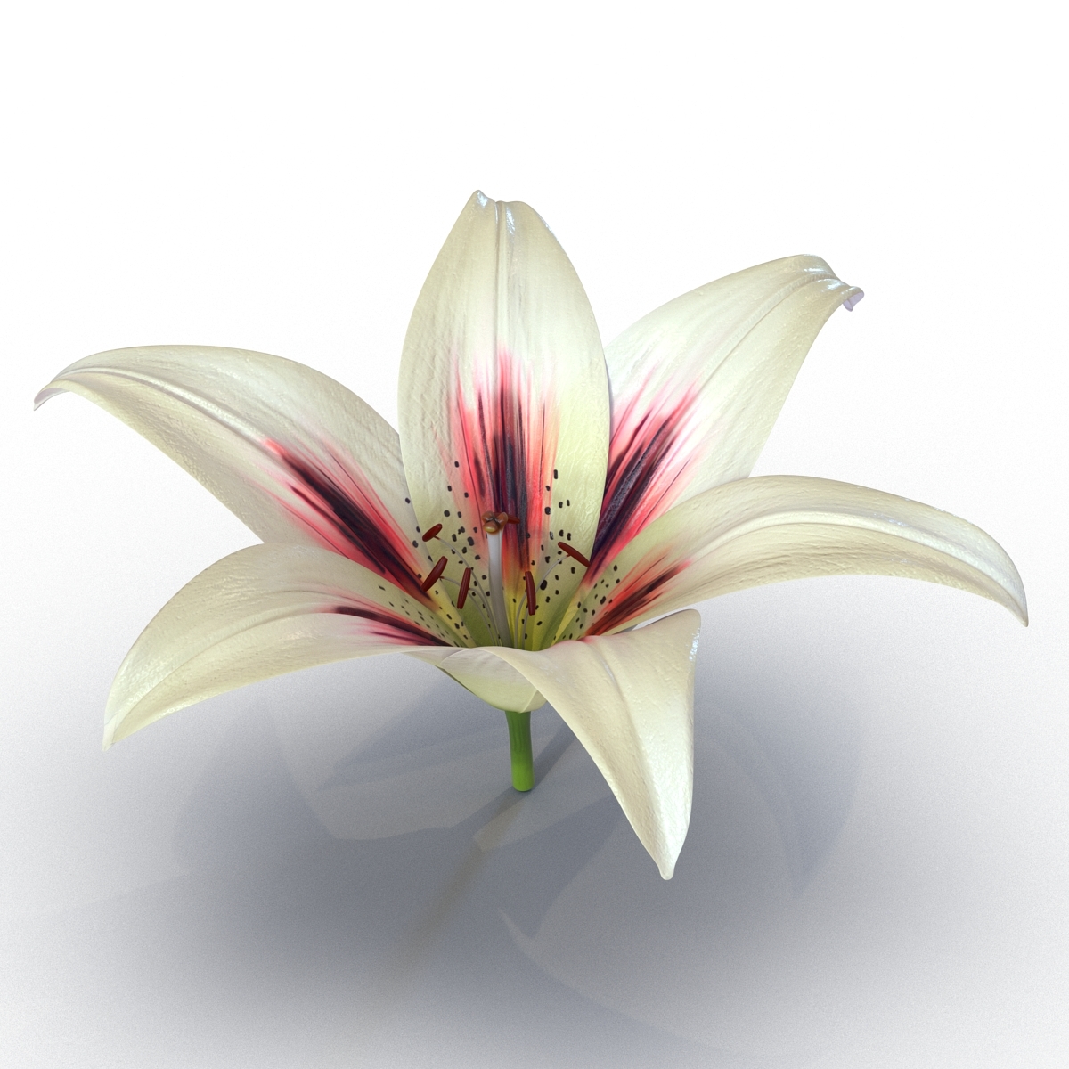 lily flower 3d c4d