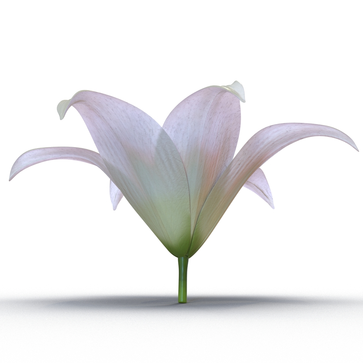 lily flower 3d c4d