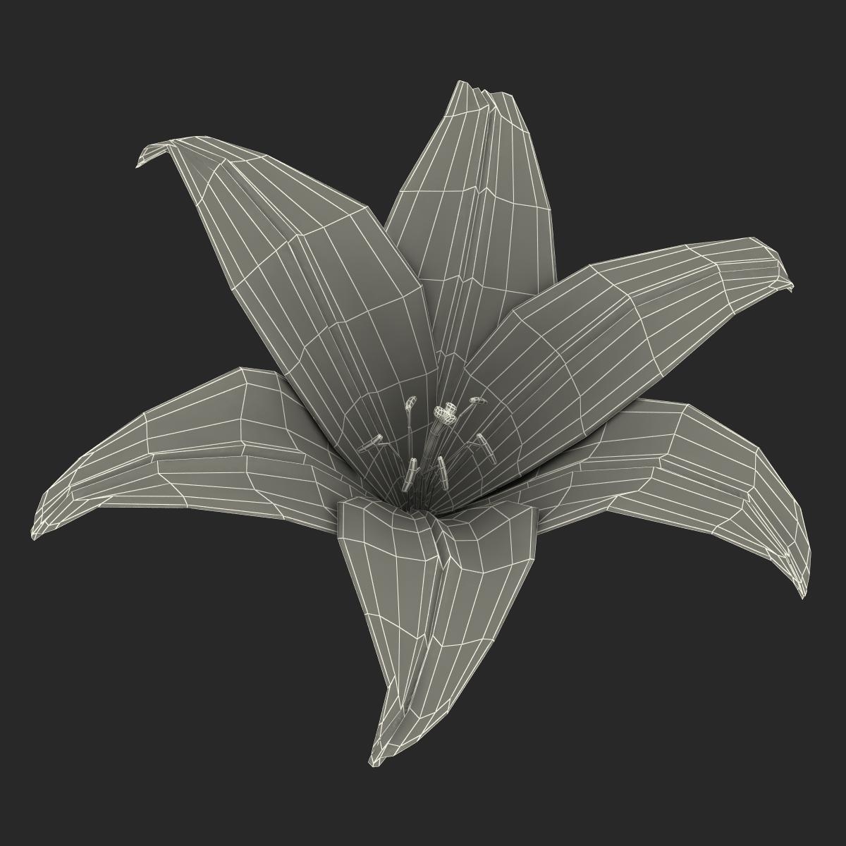 lily flower 3d c4d