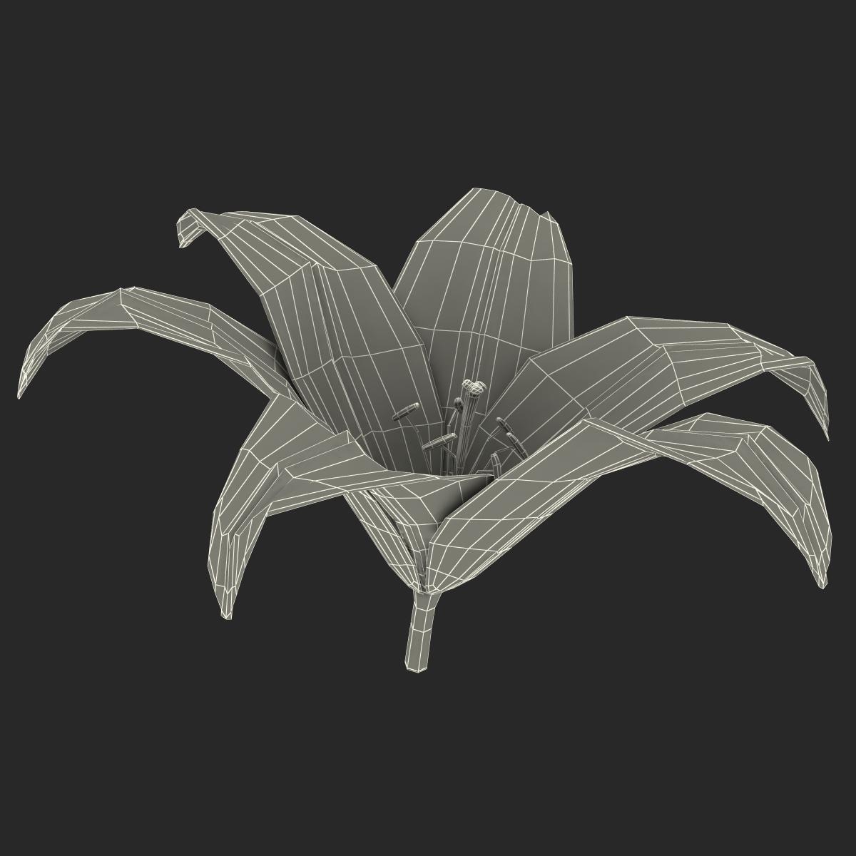 lily flower 3d c4d