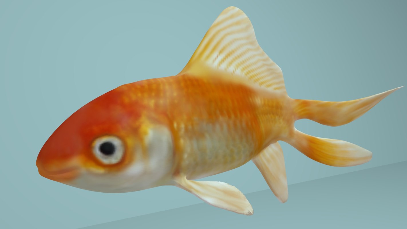 3d model goldfish fish