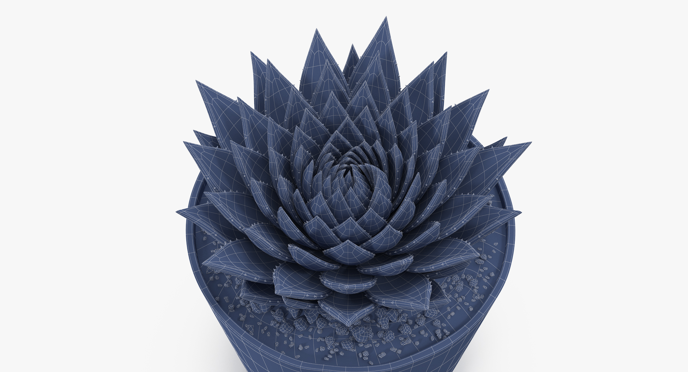3d model succulent 20
