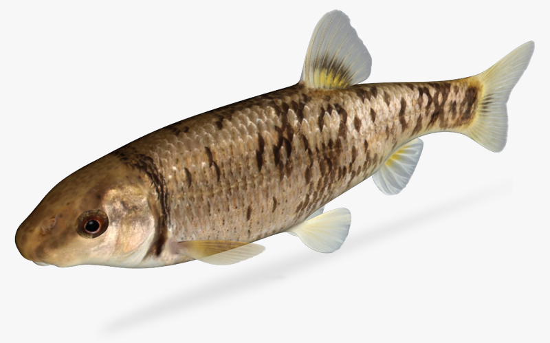 campostoma anomalum pullum central ma