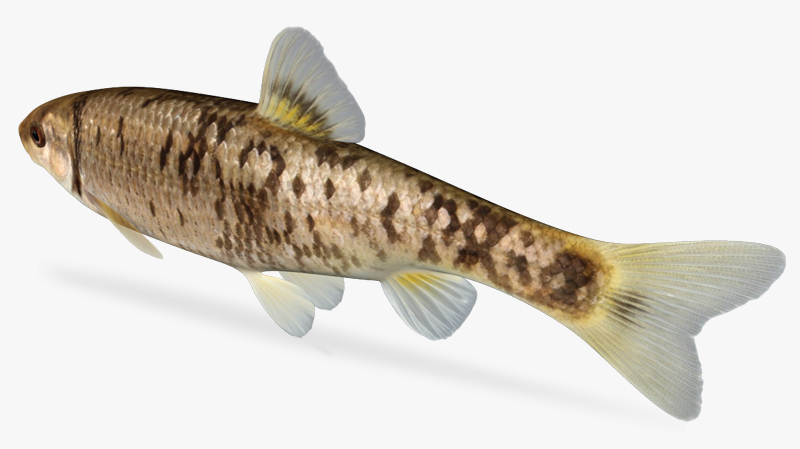 campostoma anomalum pullum central ma