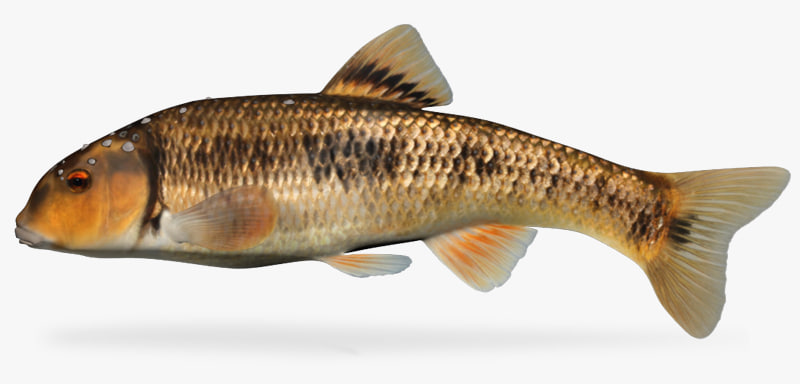 campostoma oligolepis largescale stoneroller x