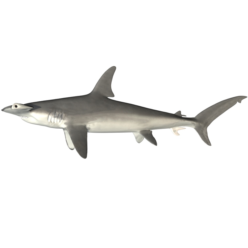 female smooth hammerhead shark 3d model
