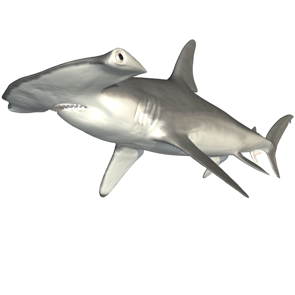 female smooth hammerhead shark 3d model