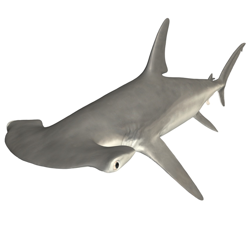 female smooth hammerhead shark 3d model