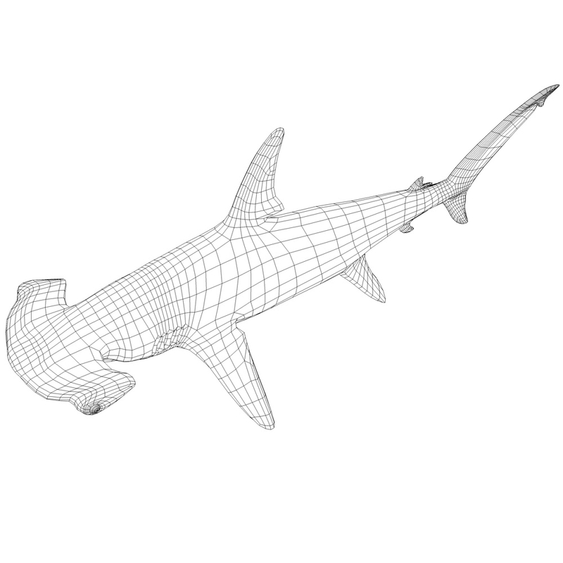 female smooth hammerhead shark 3d model