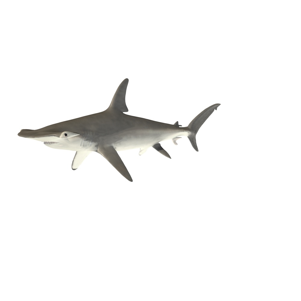 female smooth hammerhead shark 3d model