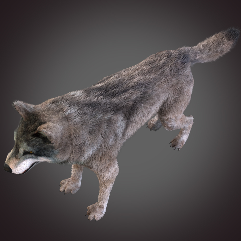 grey wolf 3d model