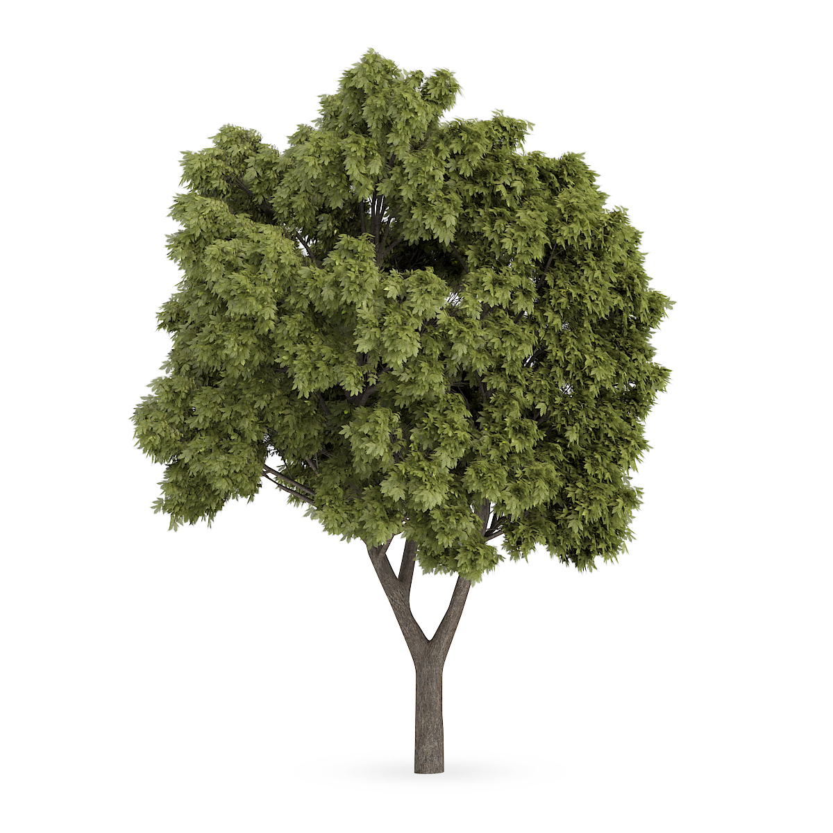 3d sycamore maple tree acer model