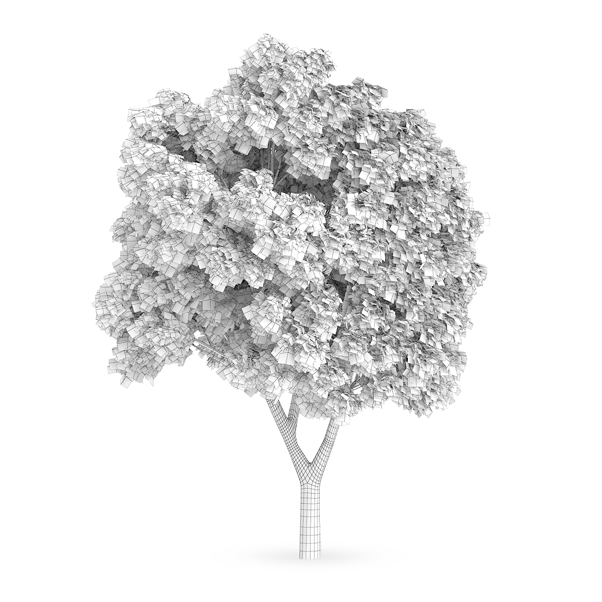 3d sycamore maple tree acer model