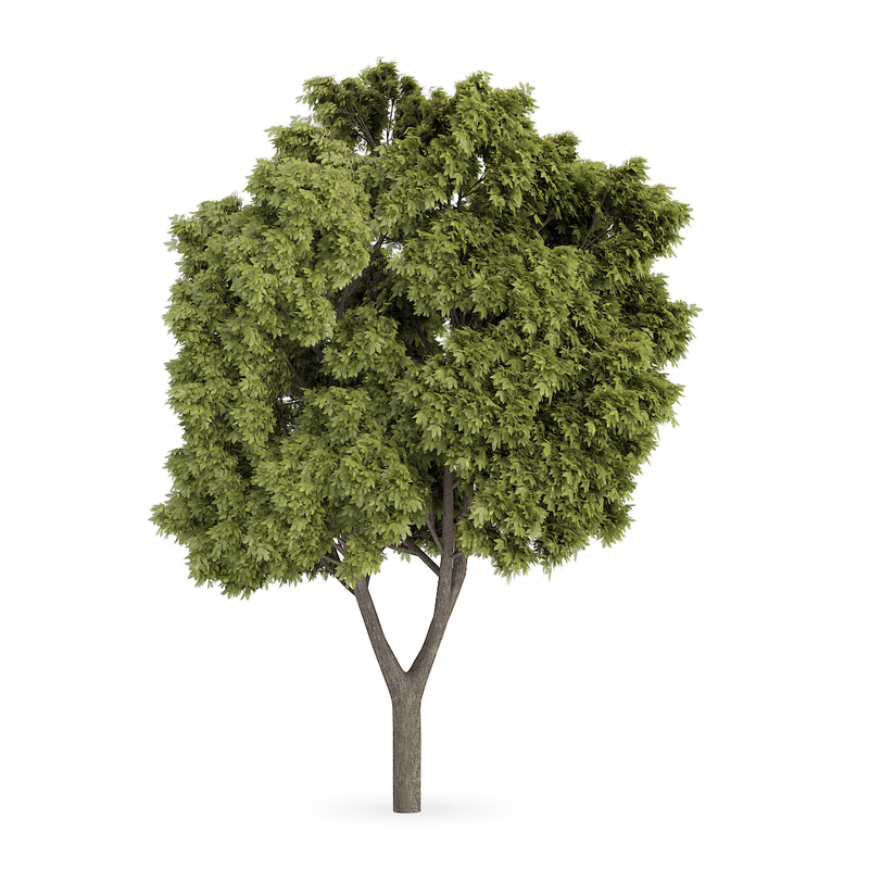 3d sycamore maple tree acer model