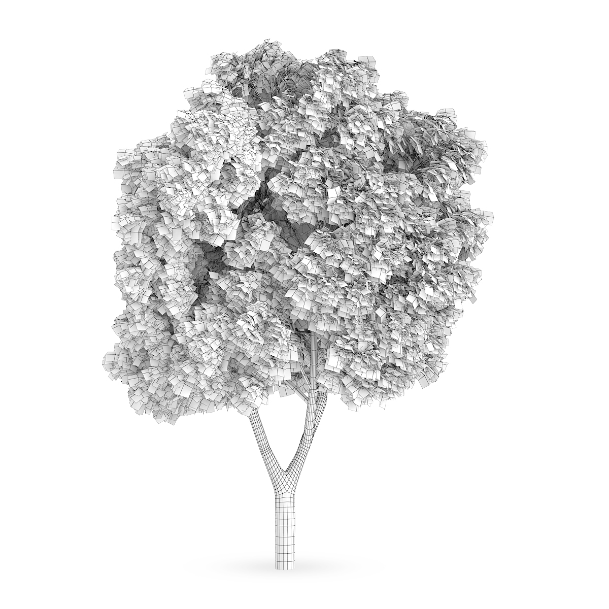 3d sycamore maple tree acer model