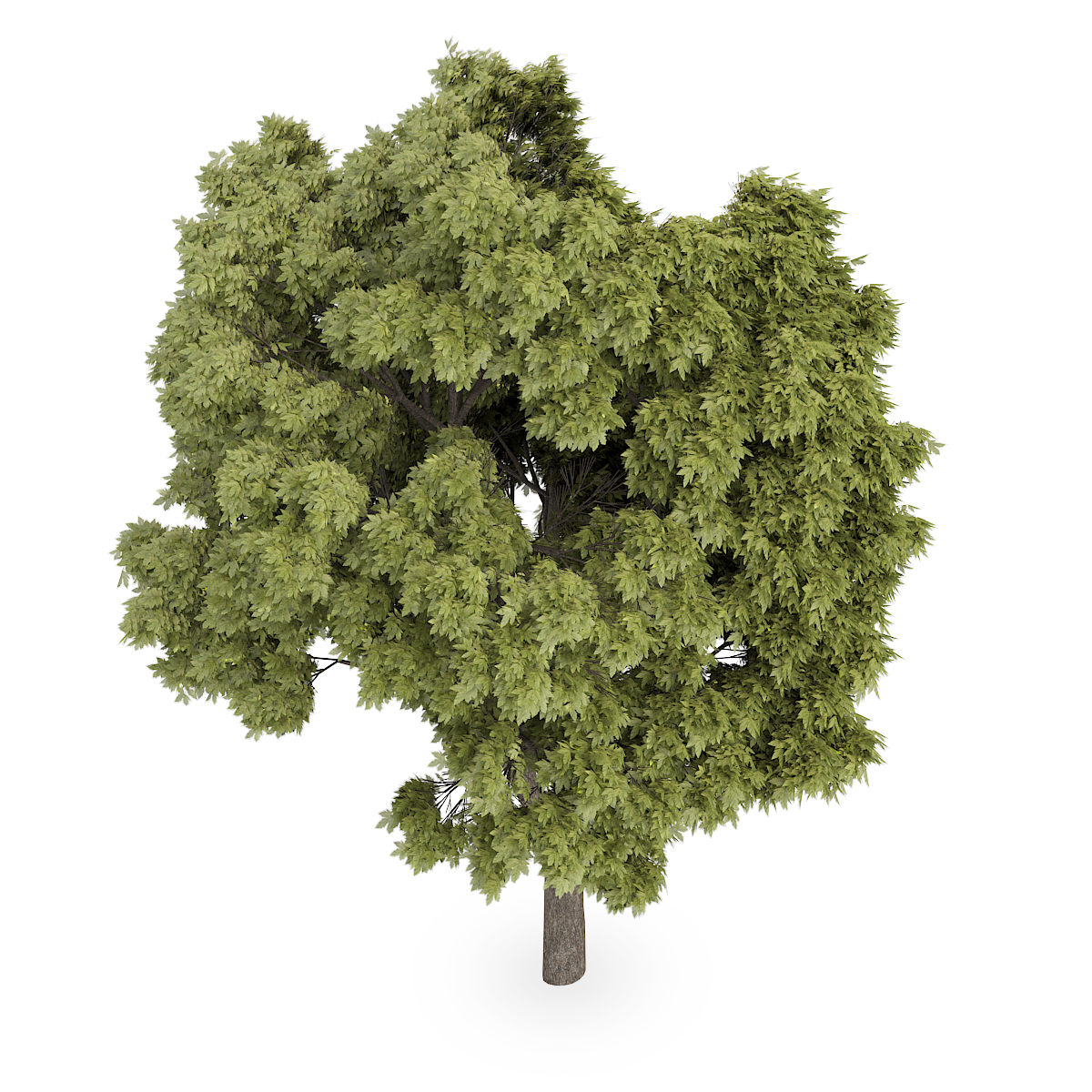 3d sycamore maple tree acer model