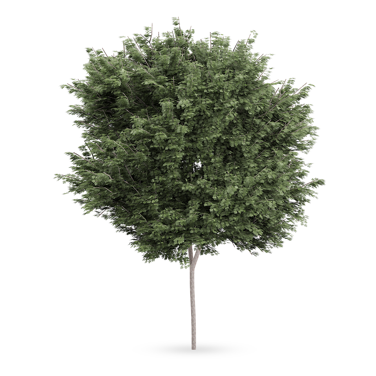 3dsmax field maple tree acer